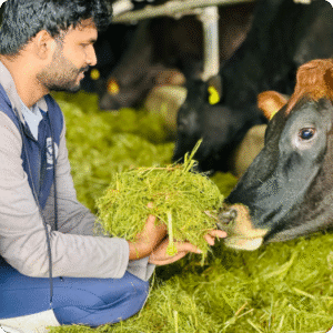 DairyNex – Online Dairy Training Platform